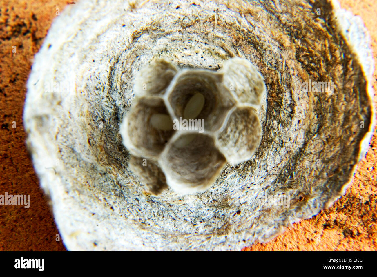 wood summer summerly spring wasp plague nest cell honeycombs egg wasps ...