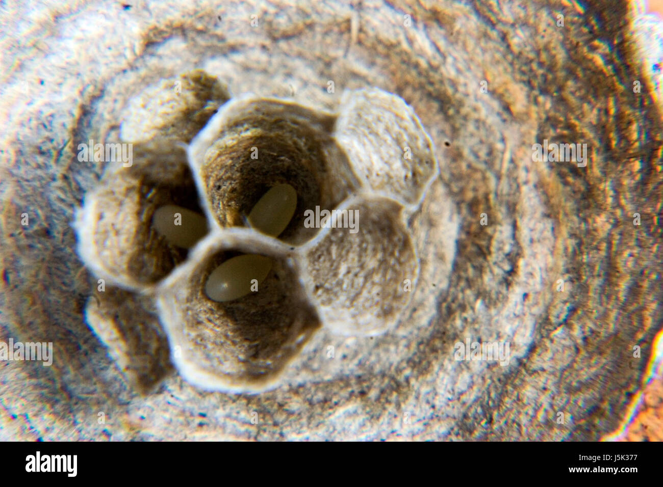 wood summer summerly spring wasp plague nest cell honeycombs egg wasps ...