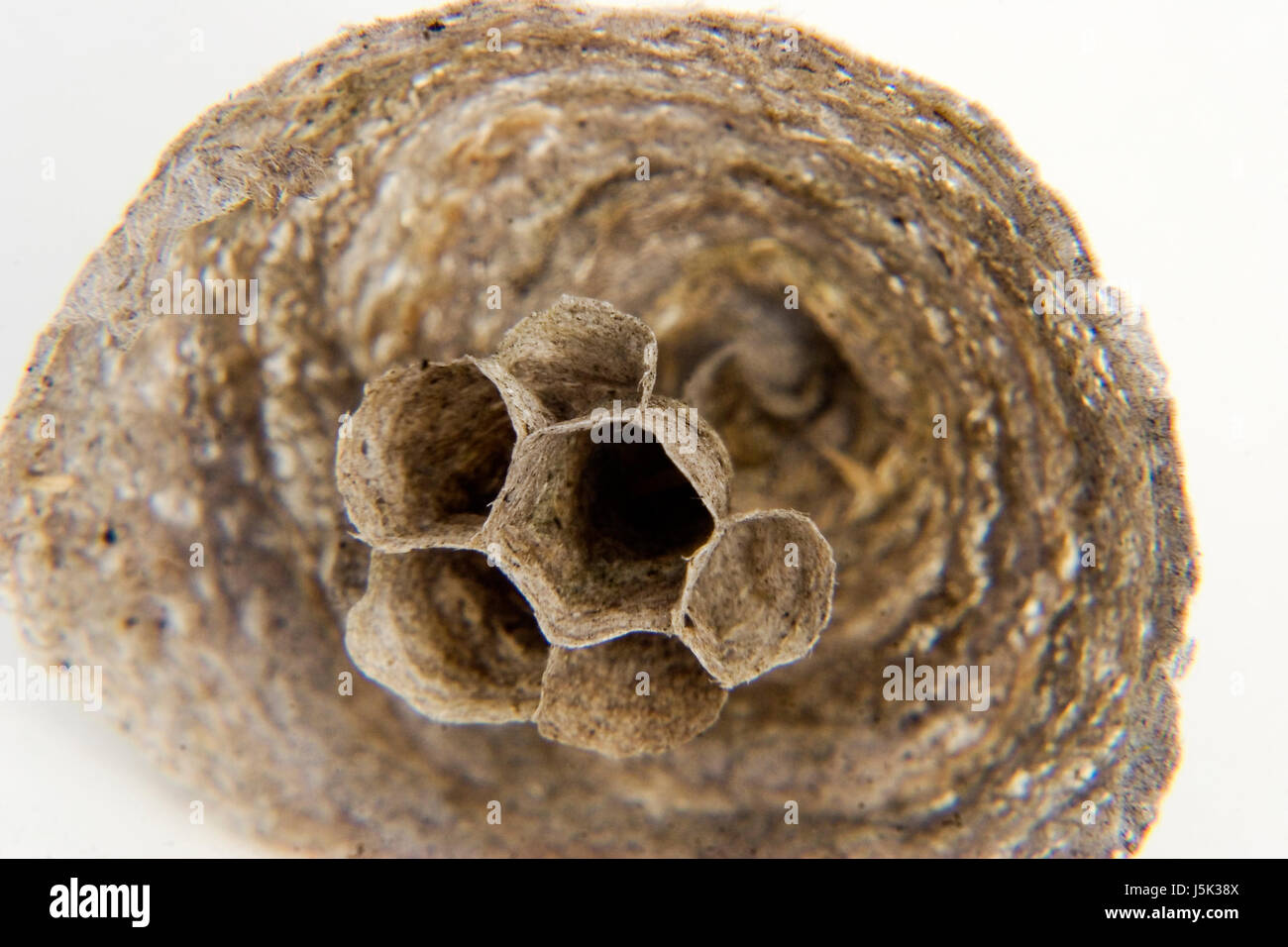 wasp's nest - the beginning of construction Stock Photo - Alamy