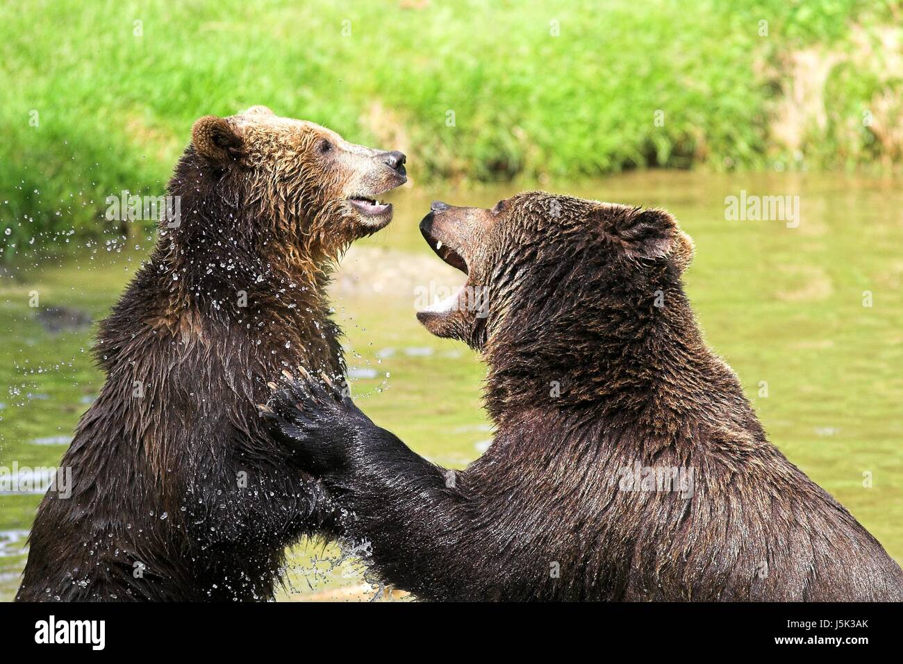 fight bear bear fur teeth national park skin predator water splashes ...