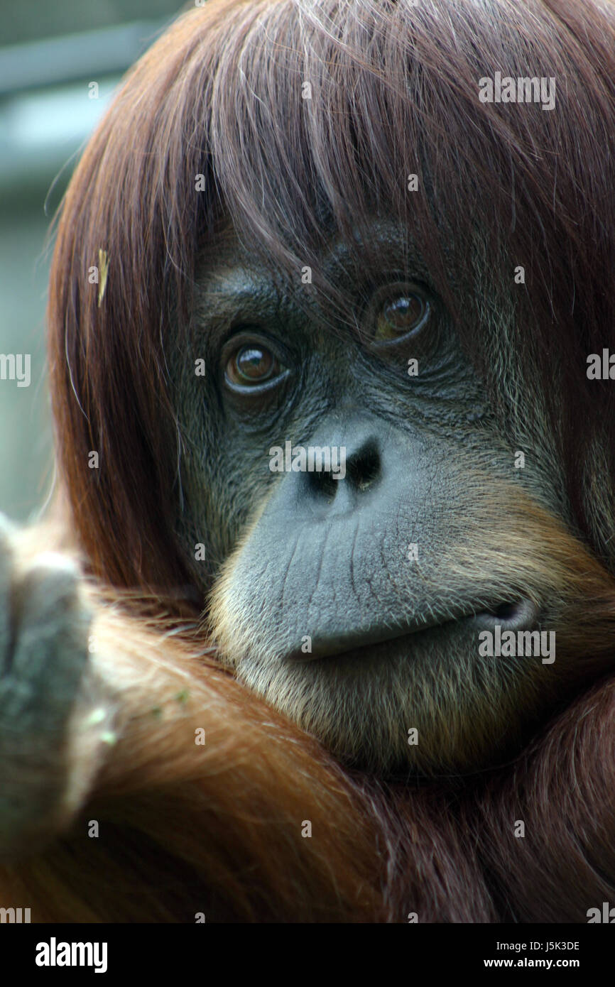 meditative sad monkey look glancing see view looking peeking looking at ...