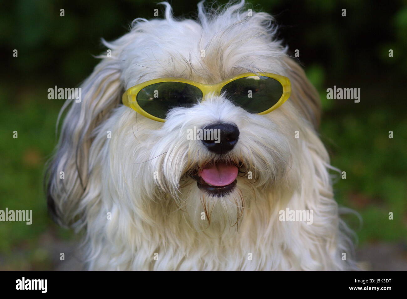 havanese with glasses Stock Photo - Alamy
