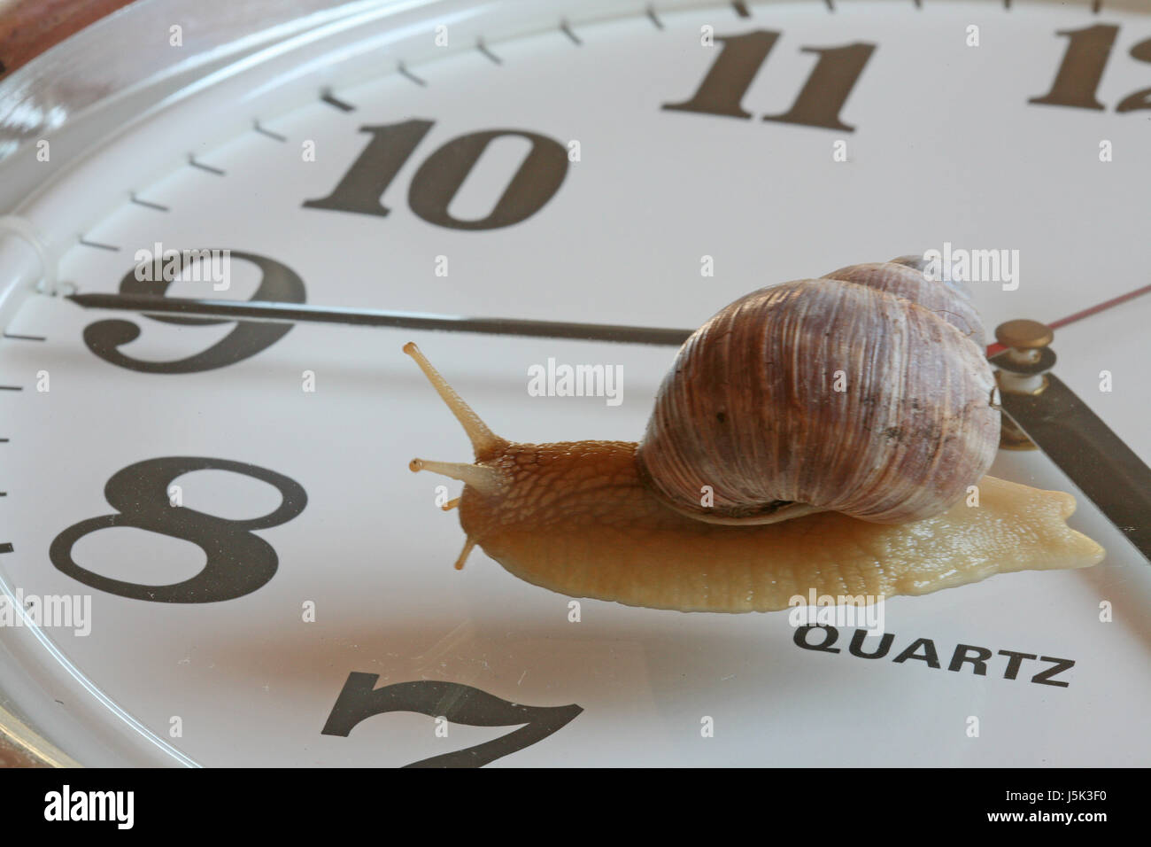 environment enviroment animals clock time snail edible snail snail ...