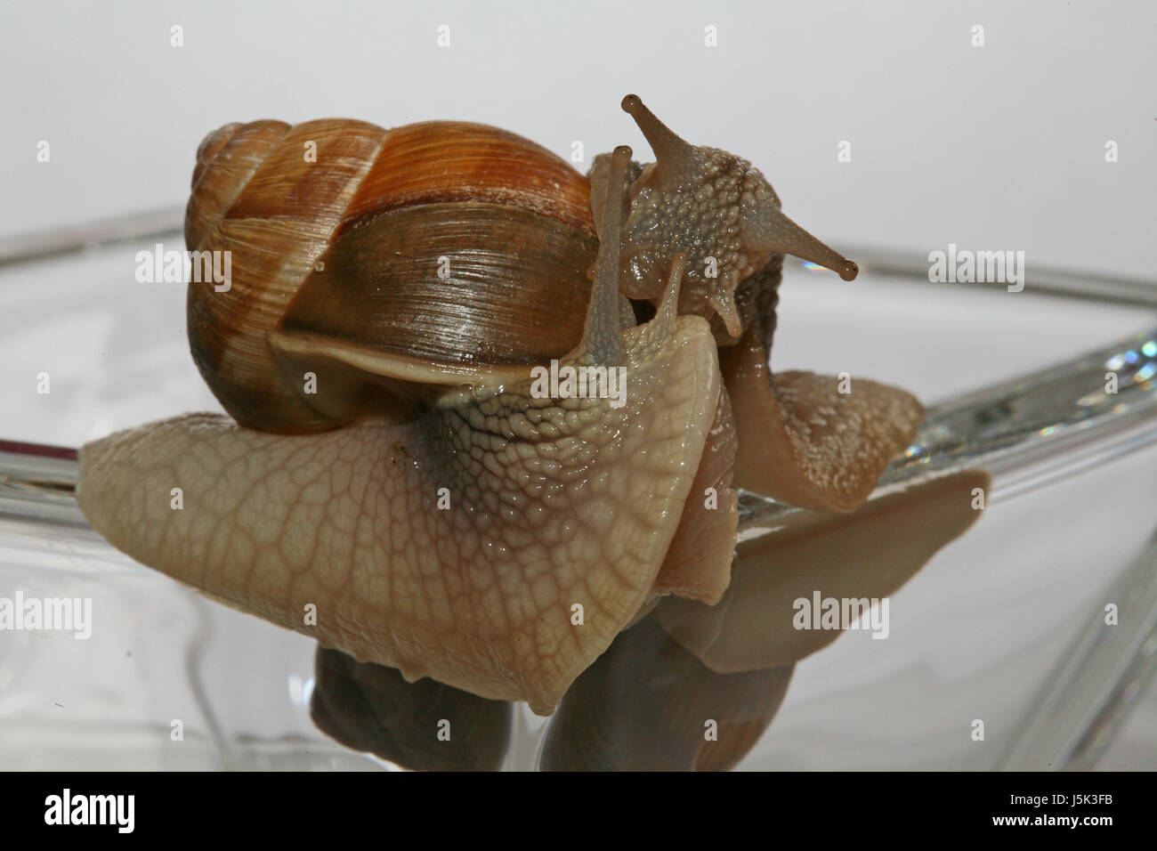 environment enviroment animals affection snail edible snail shellfish ...