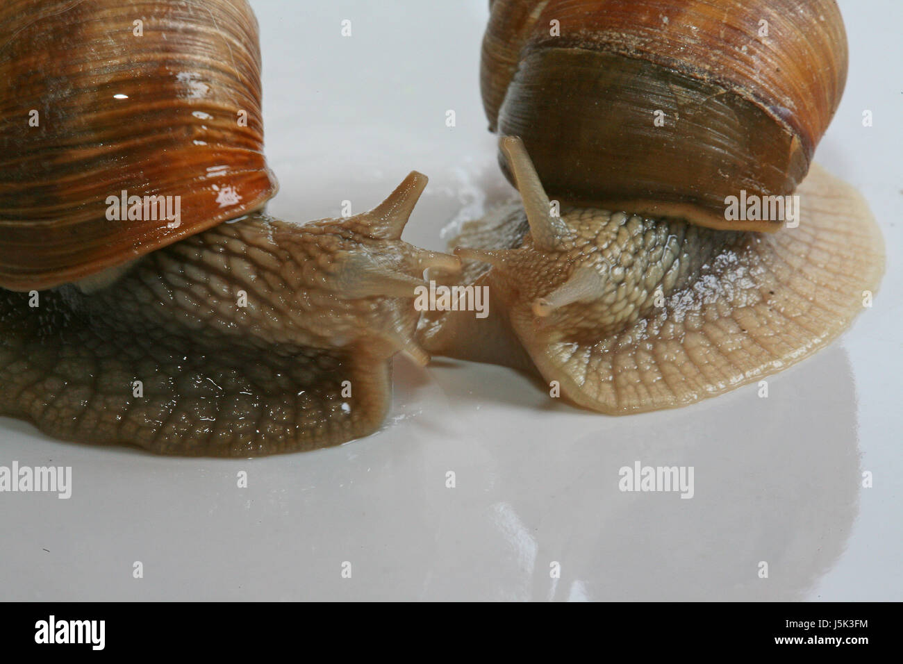 Conversation with an animals hi-res stock photography and images - Alamy