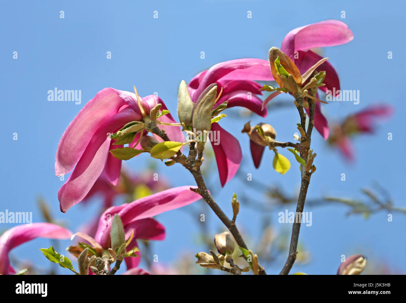 blue tree bloom blossom flourish flourishing spring petals magnolia ...