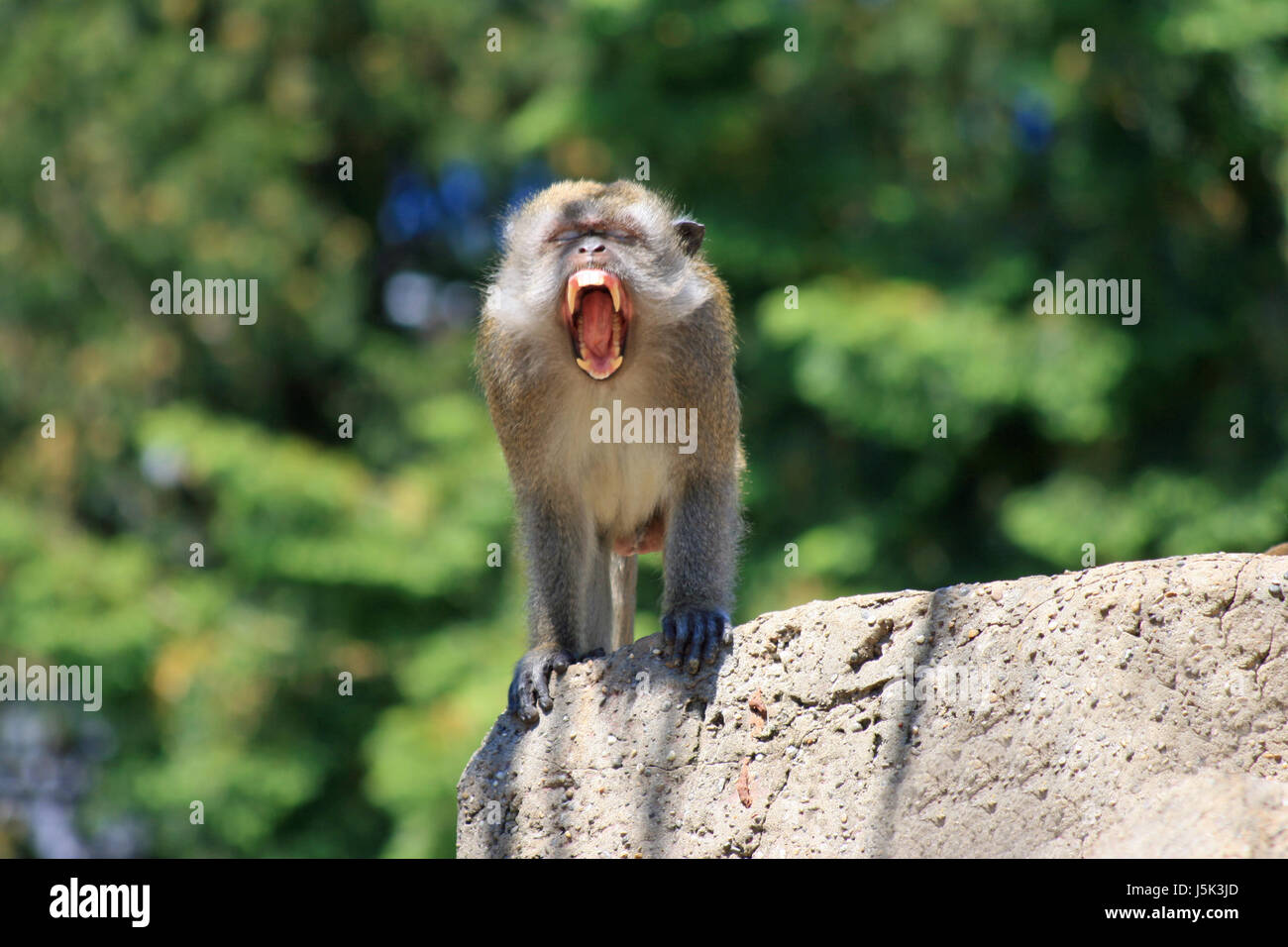 animal teeth monkey male raving furious angry irately shouting shout ...
