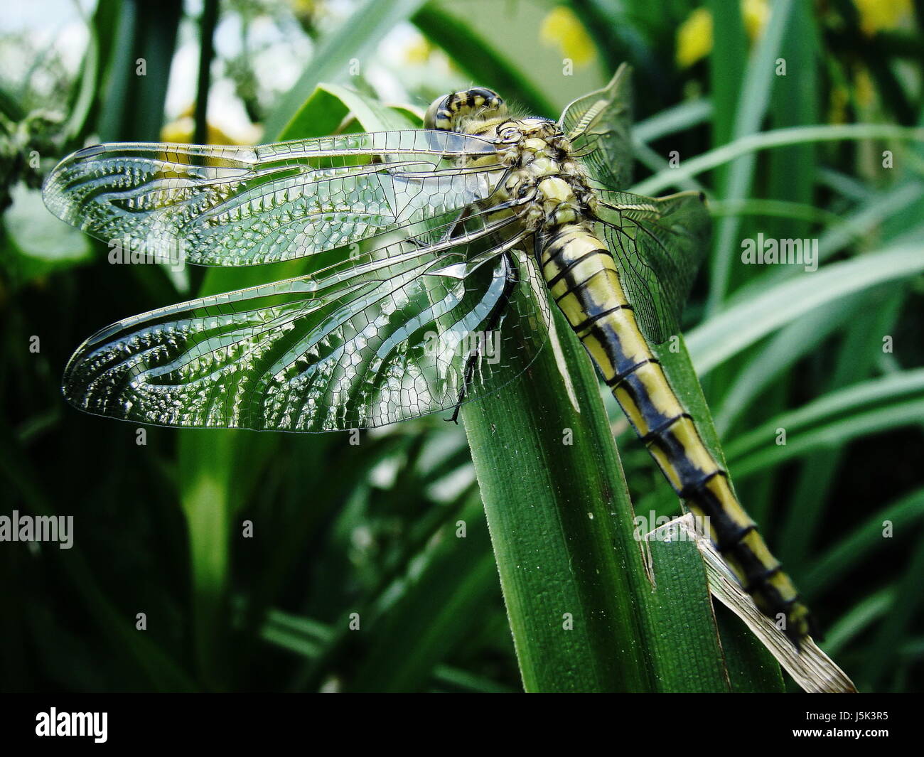 female insects dragonfly wildlife salt water sea ocean water yellow ...