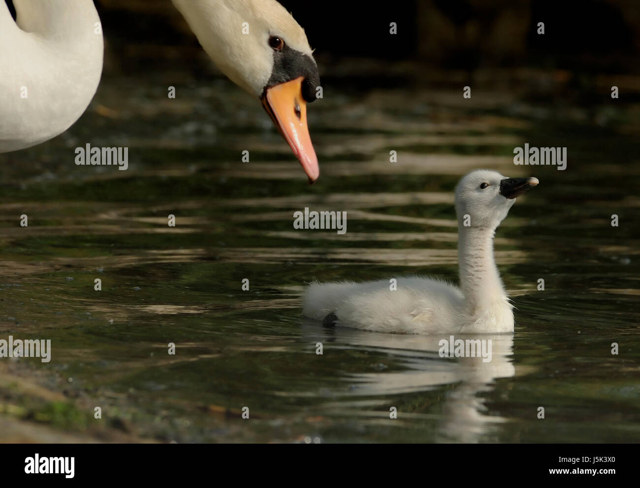park eye organ swan reflection cuddle grace beak feathering protect ...