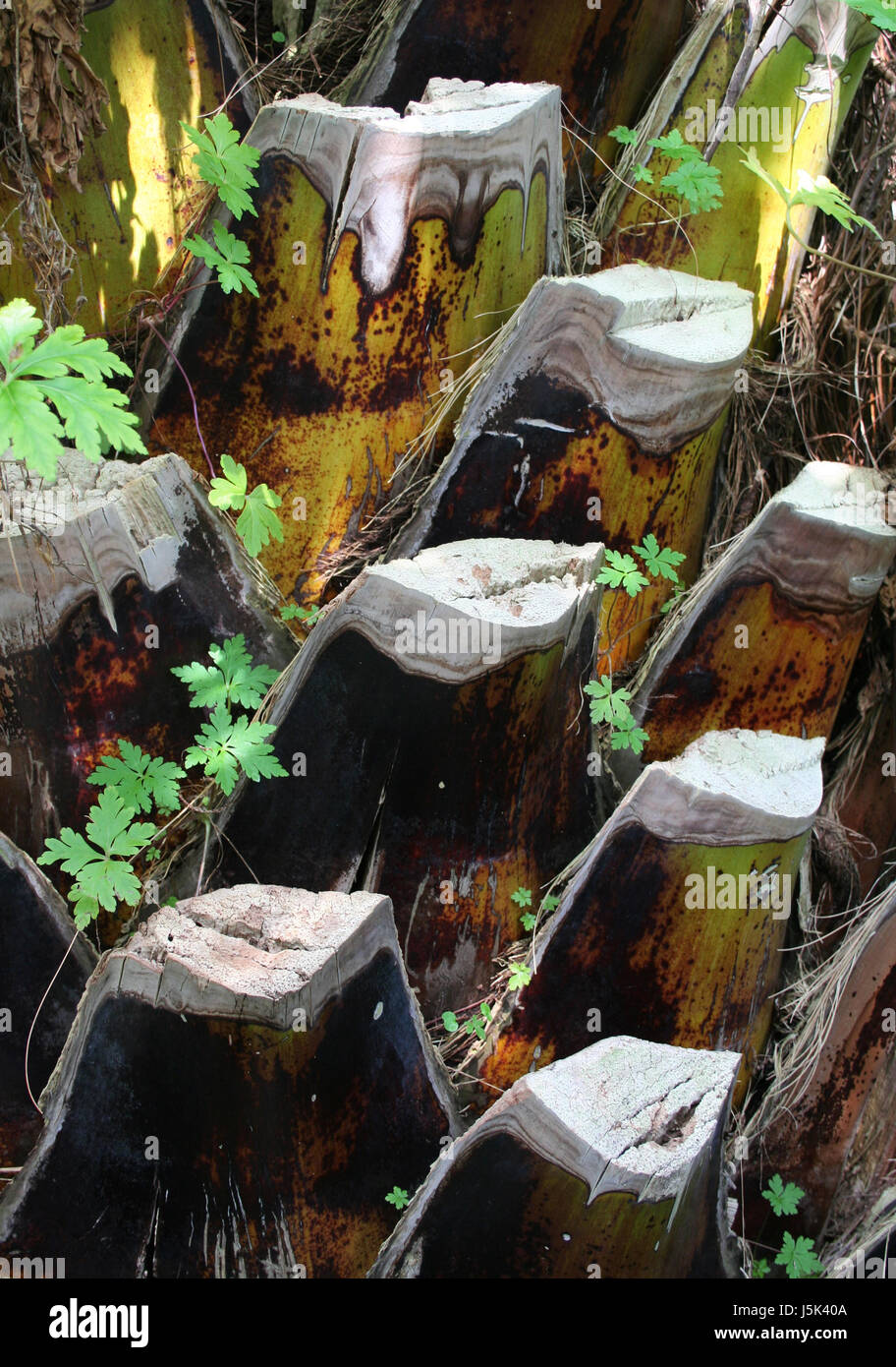 trunk of a palm Stock Photo - Alamy