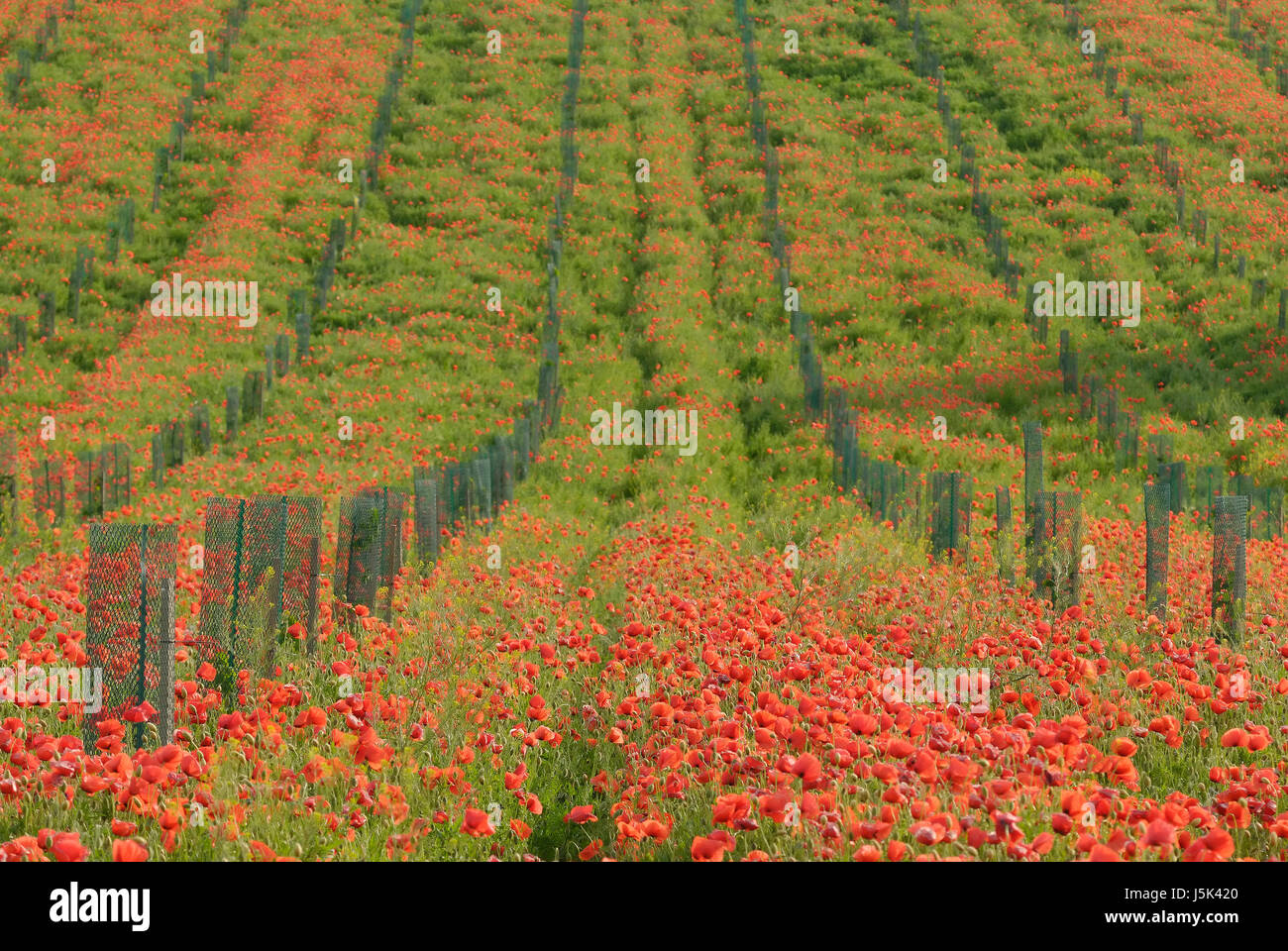 food aliment hill green field poppy boil cooks boiling cooking hilly ...