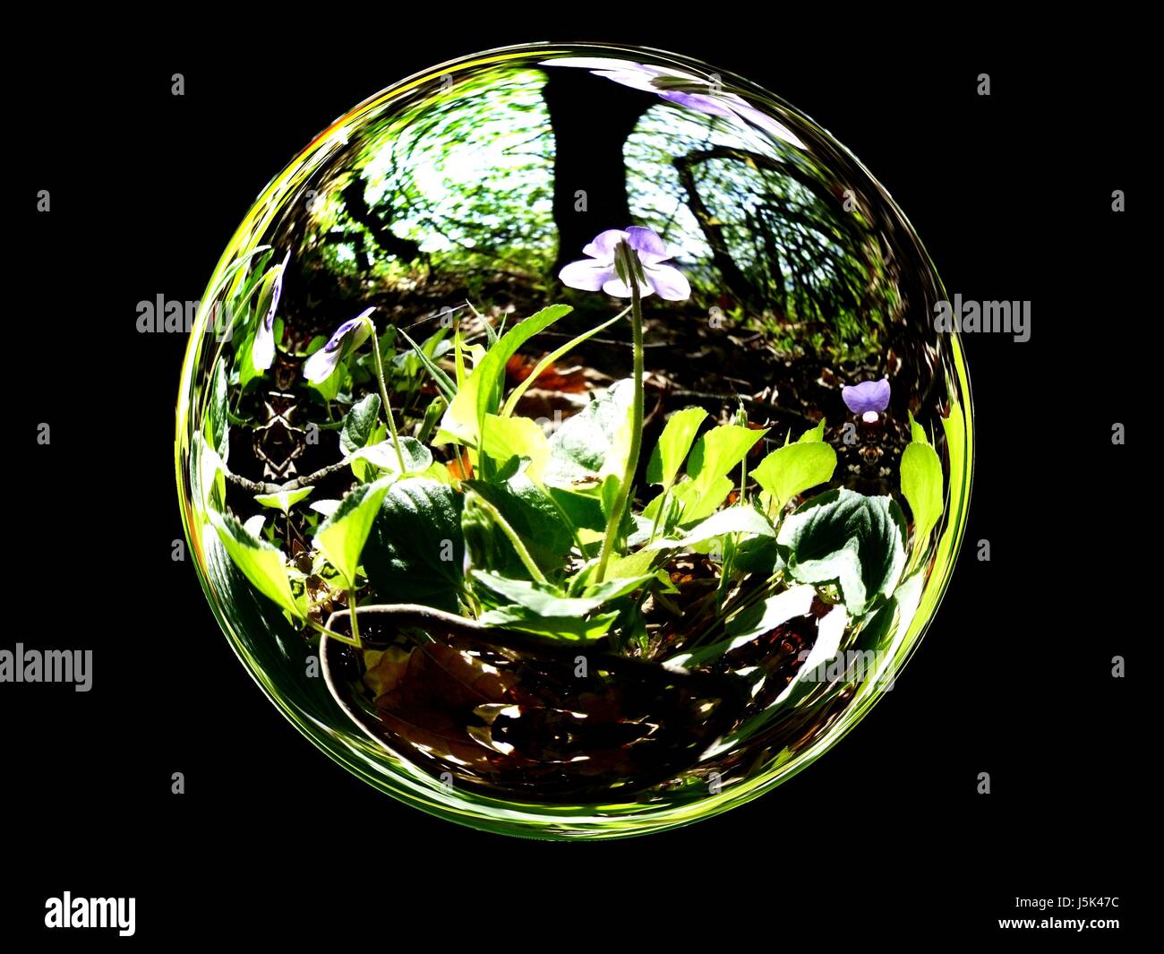 isolated optional graphic flower plant violet fairy tale mysterious ...