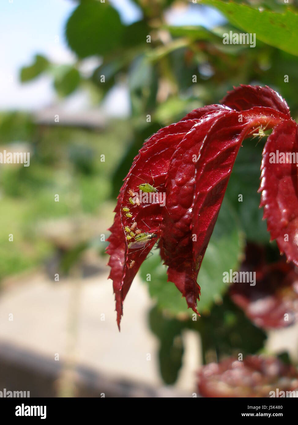 garden green varmints gardens aphid page sheet familiy family red ...