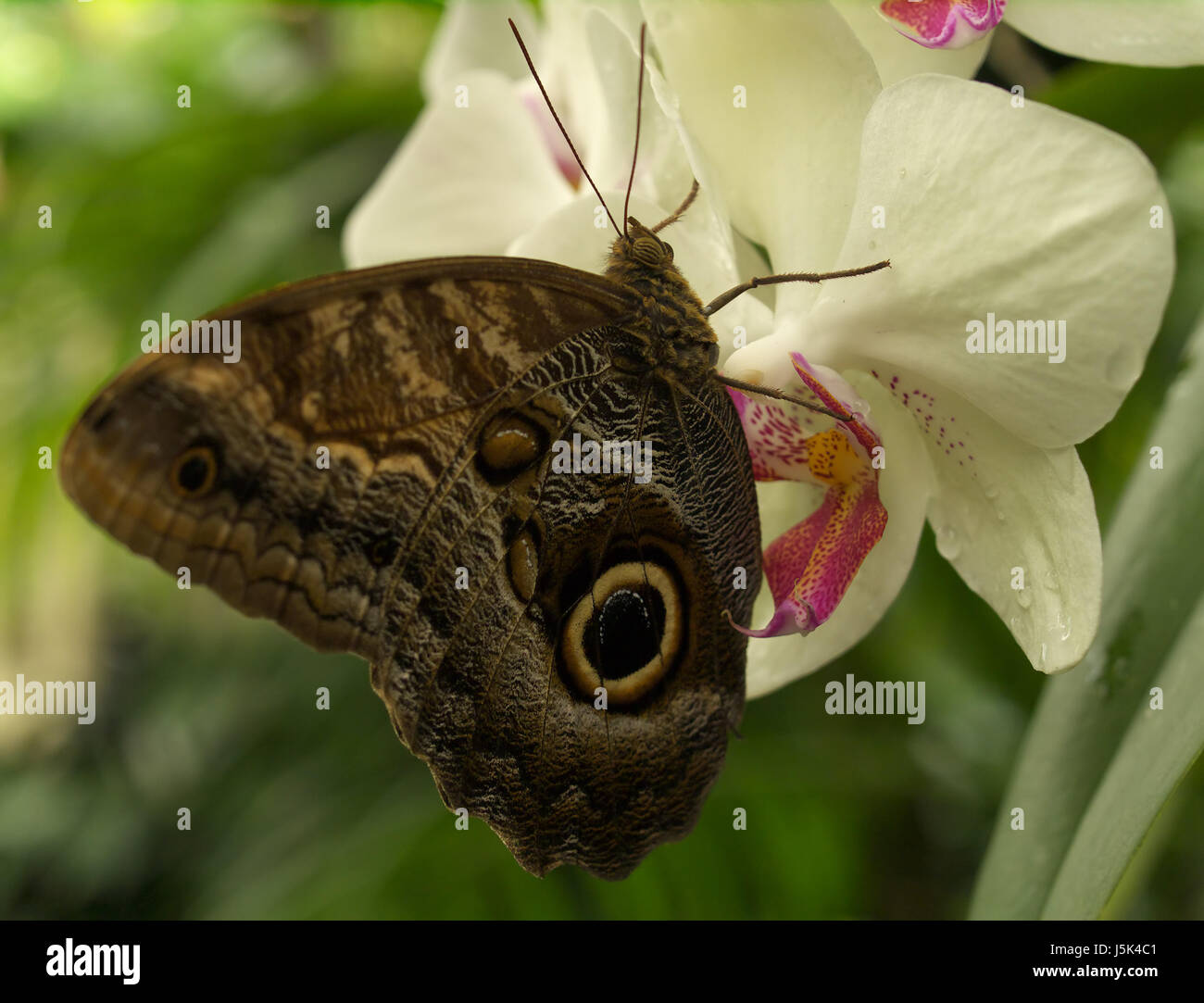 blue insects butterfly south america rainforest rain forest blaue ...