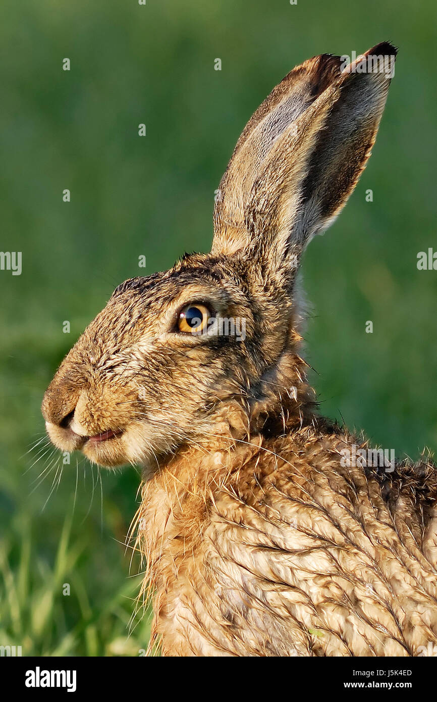 profile animal wild tongue field portrait eye organ rodent ears skin ...