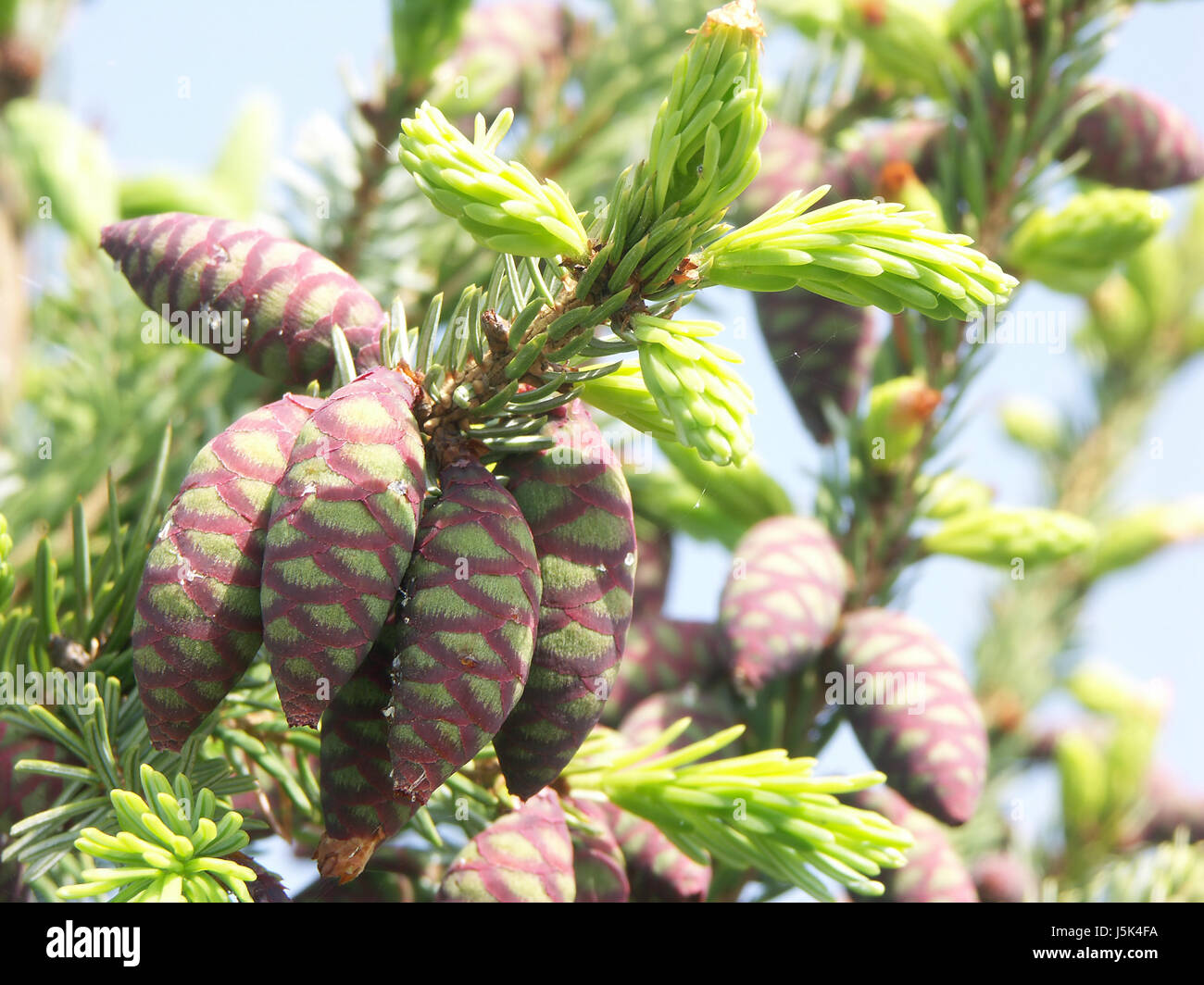 tree green asia fir conifer needle tap design shaping formation shape ...