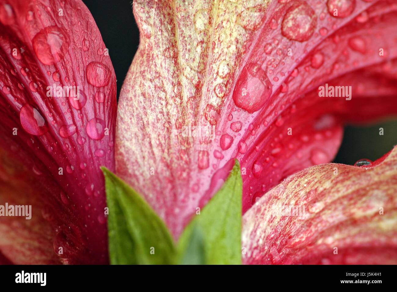 shine shines bright lucent light serene luminous flower plant bloom ...