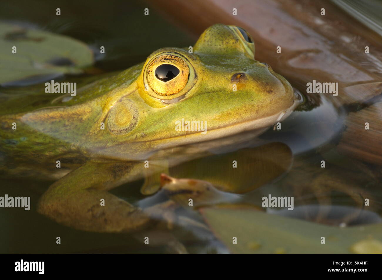 macro close-up macro admission close up view amphibian eye organ eyes ...