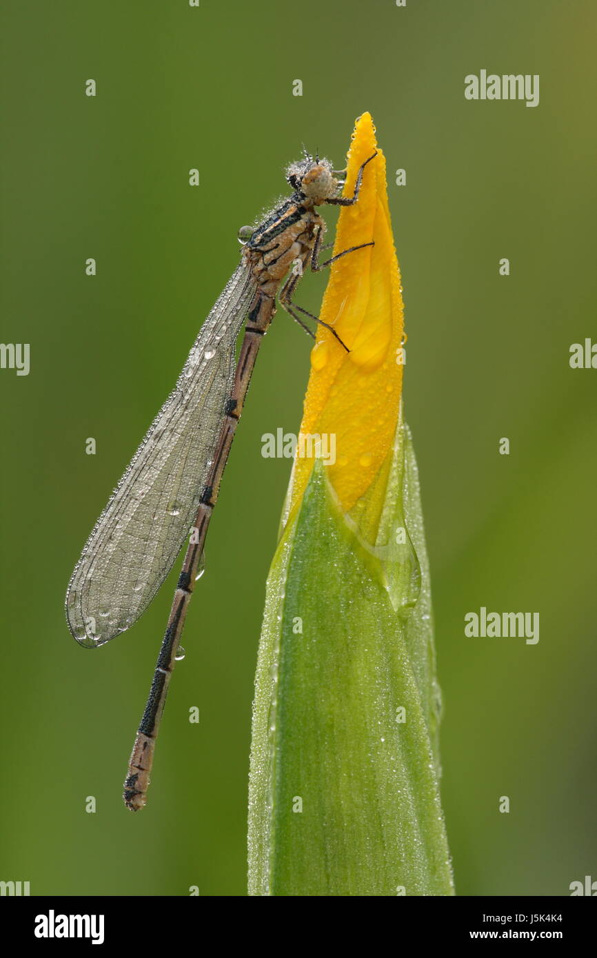 summit dew dewdrop climax peak dragonflies water drop waterdrop water ...