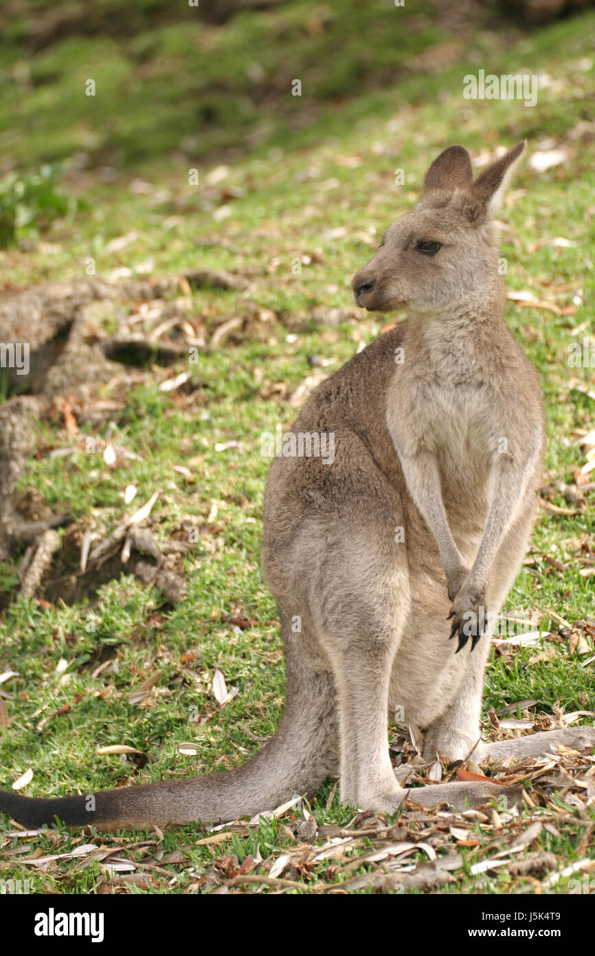 Kangaroo skin bag hi-res stock photography and images - Alamy