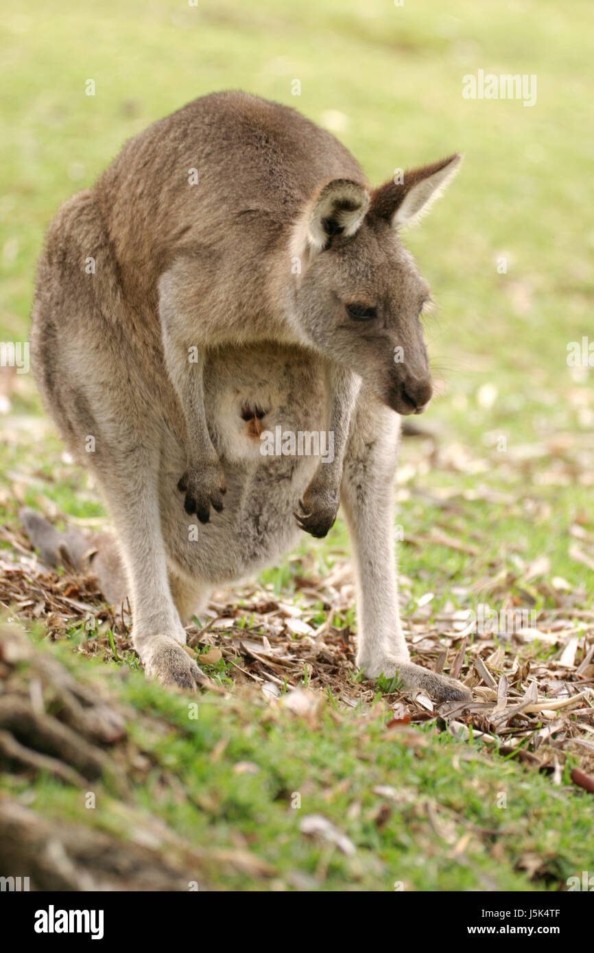 Kangaroo skin bag hi-res stock photography and images - Alamy