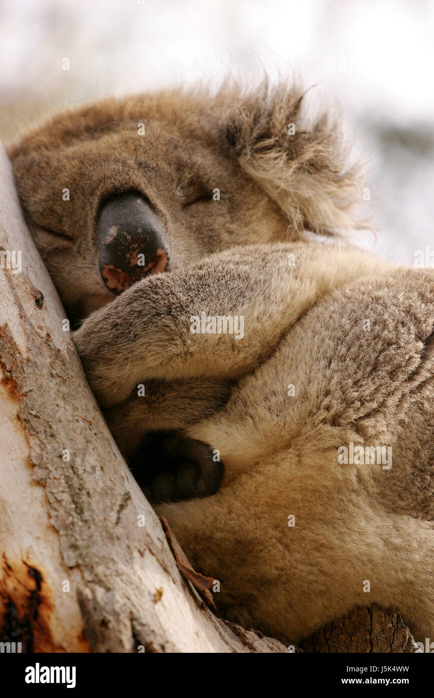 animal soft skin australia to gorge engulf devour eucalyptus opossum ...