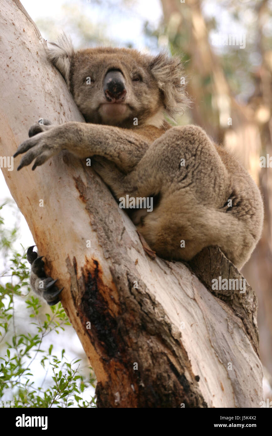 animal soft skin australia to gorge engulf devour eucalyptus opossum ...