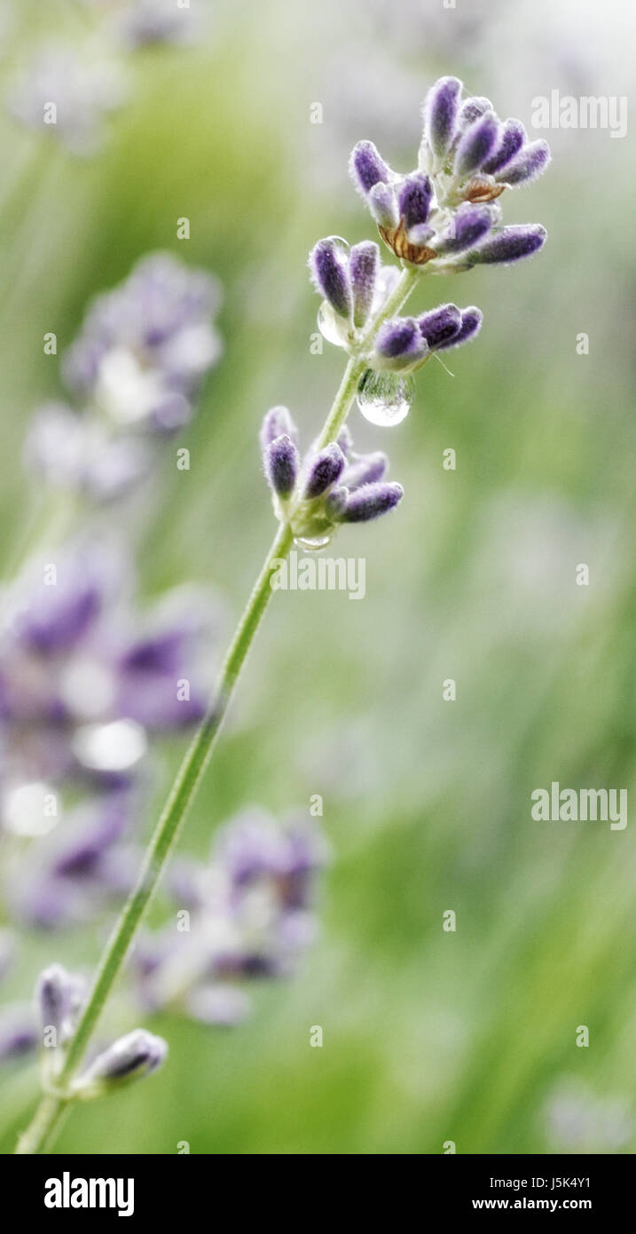 botany wet lavender water drop waterdrop water plant drop drip drops ...