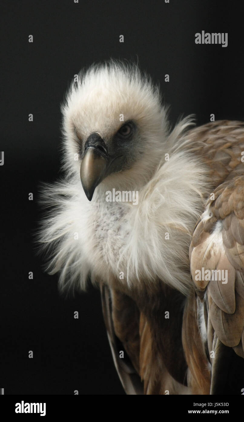 animal bird birds feathers offspring vulture young animal fluff young ...