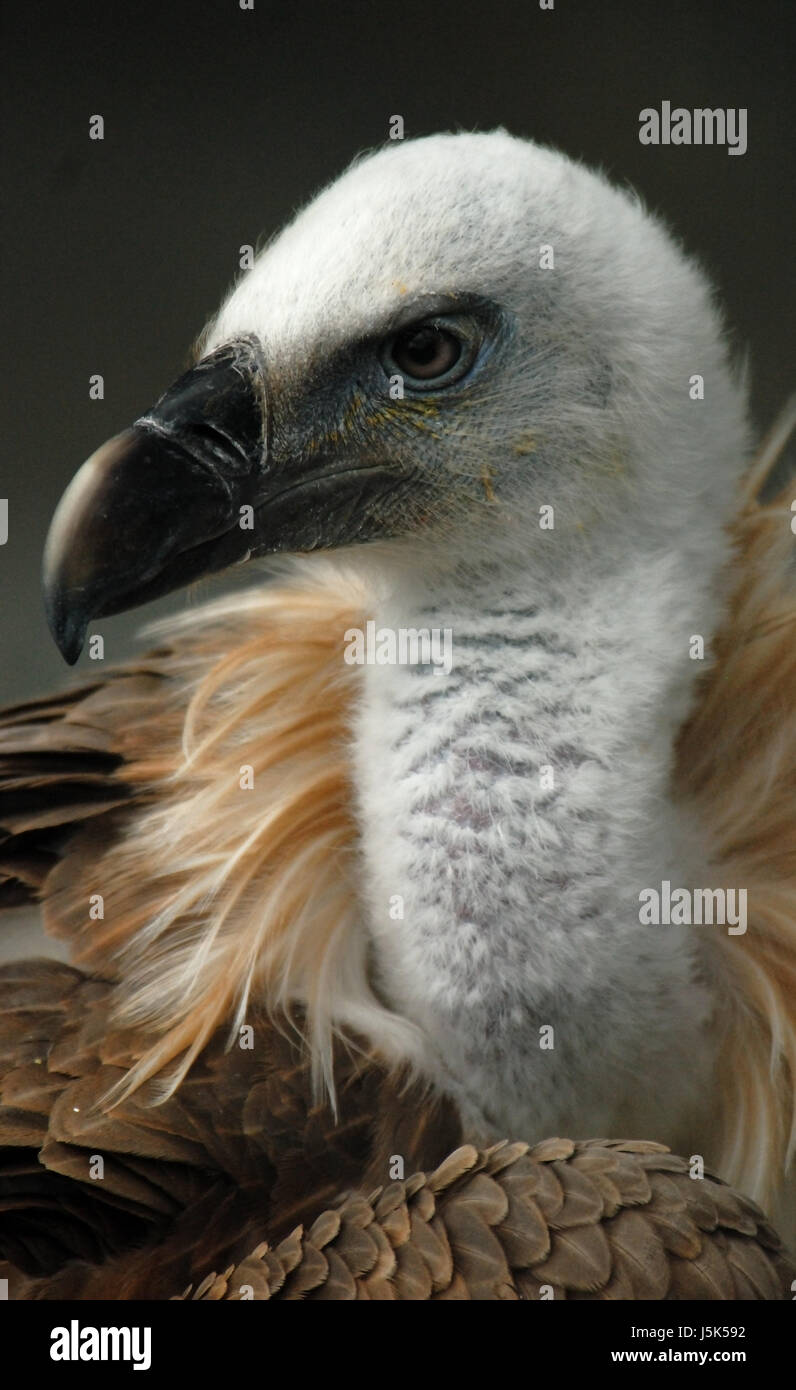 bird birds raptor birds of prey vulture scavenger carrion fly flies ...