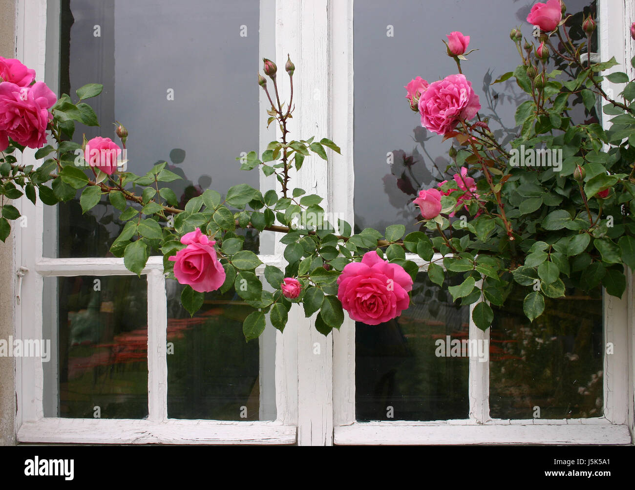 window porthole dormer window pane bloom blossom flourish flourishing ...