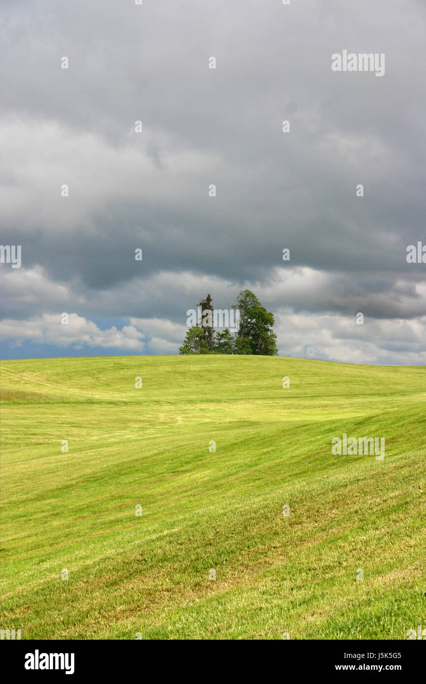tree trees green clump of trees bushes contrast bush hilly allgu mow ...
