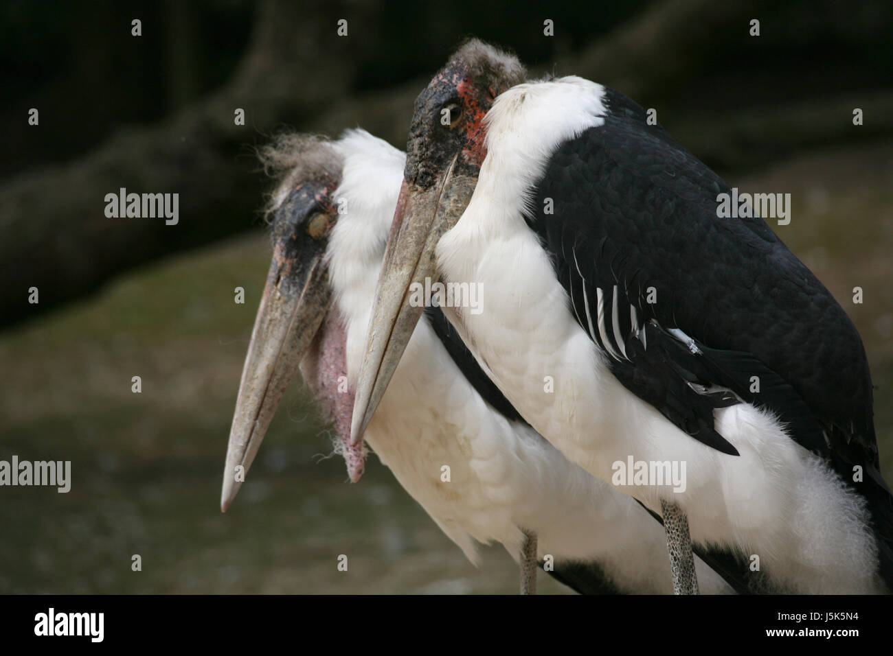 bird birds feathers beak scavenger exotic feathering striking beaks ...