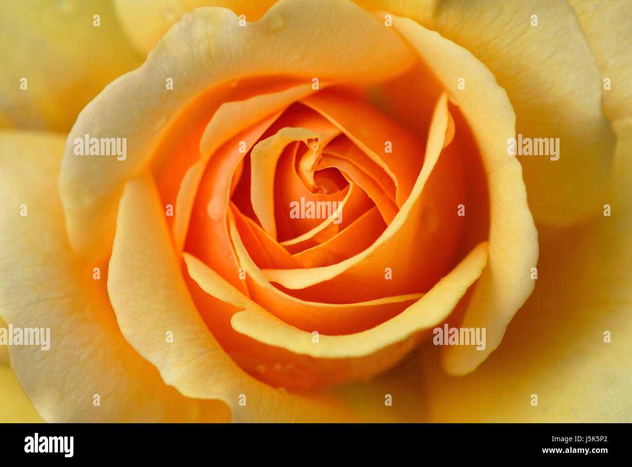 Heavenly queen hi-res stock photography and images - Alamy