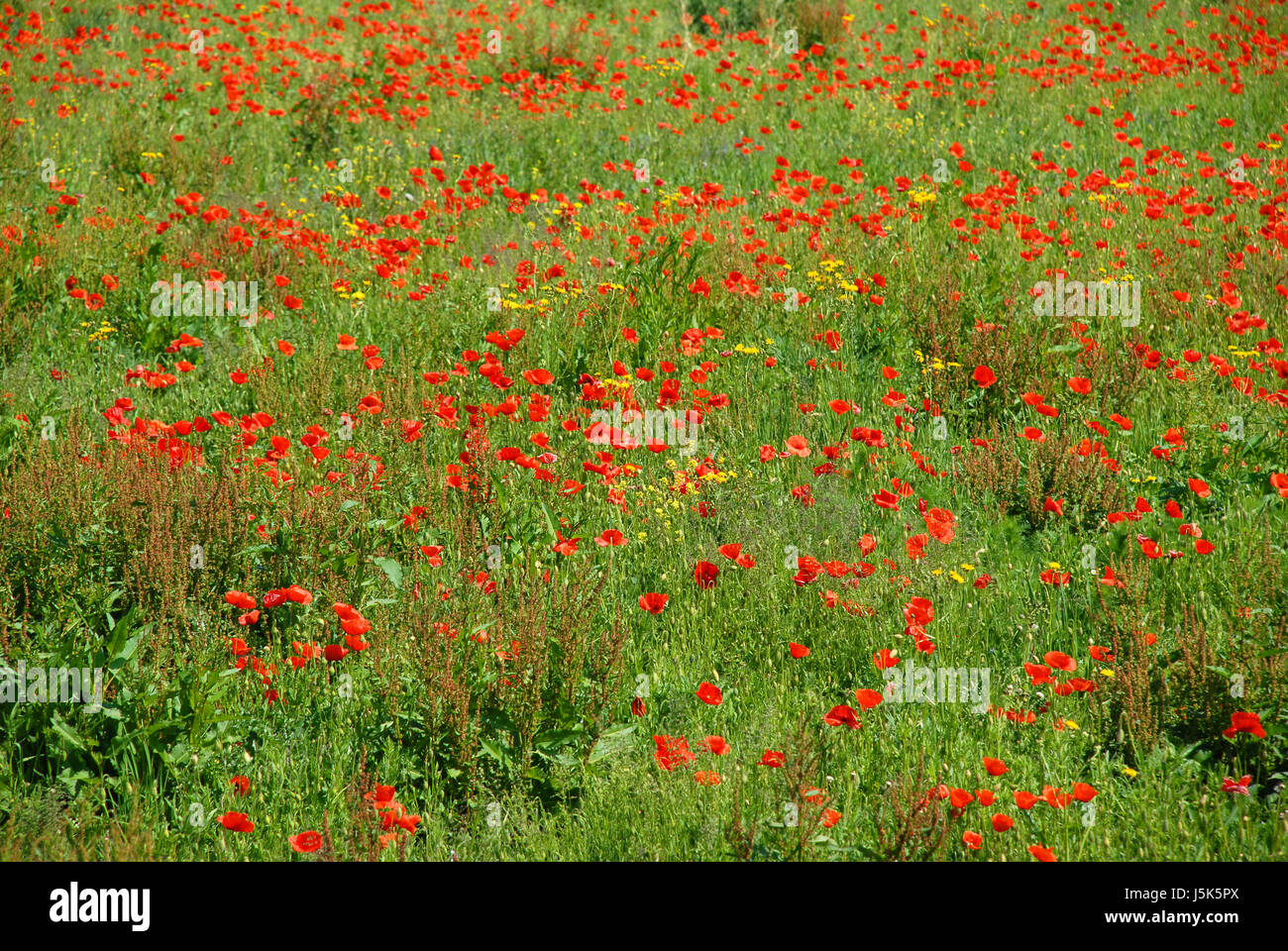 flower plant green coloured colourful gorgeous multifarious richly ...