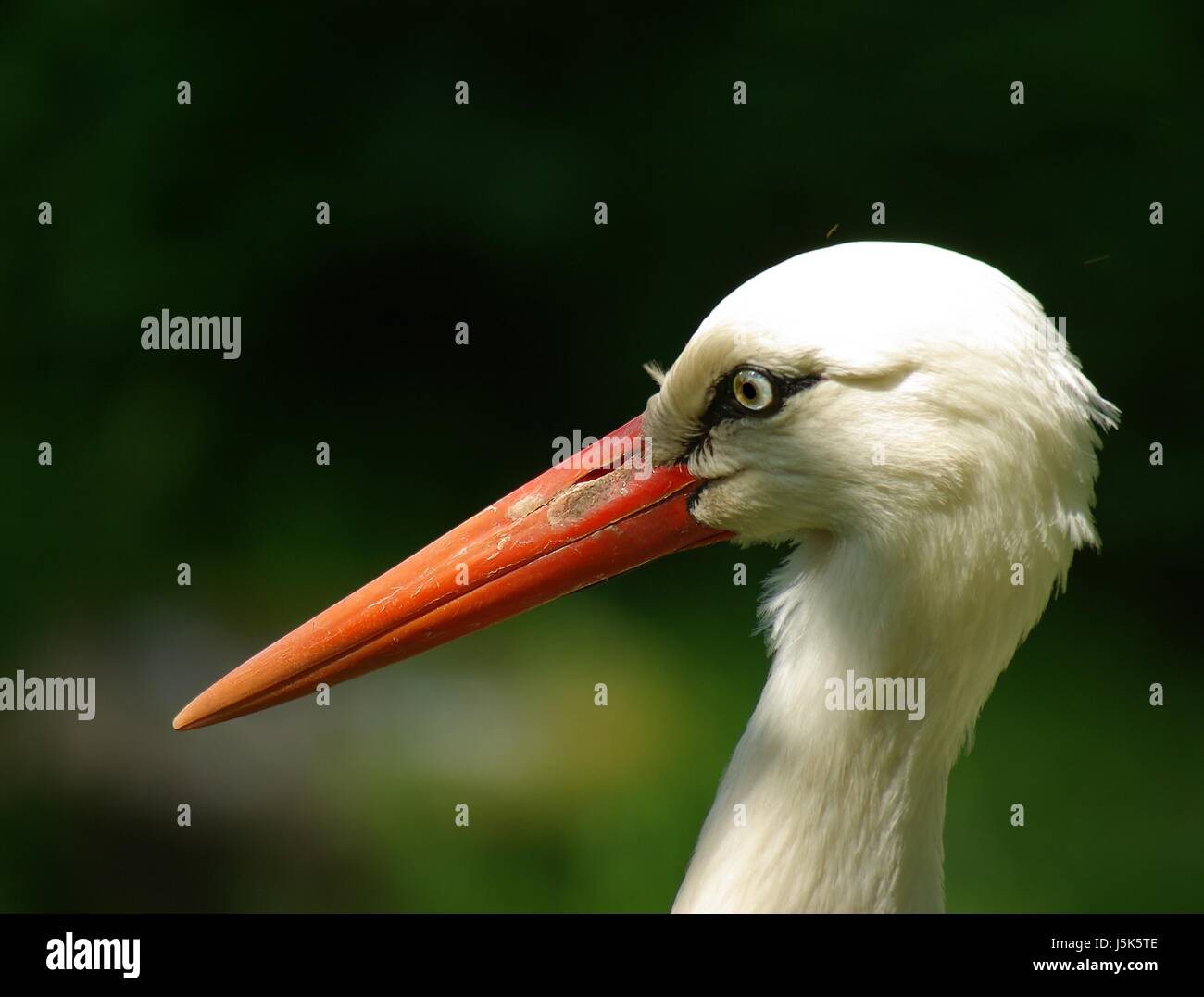 bird fauna eye organ birds zoo lateral feathers stork feathering ...