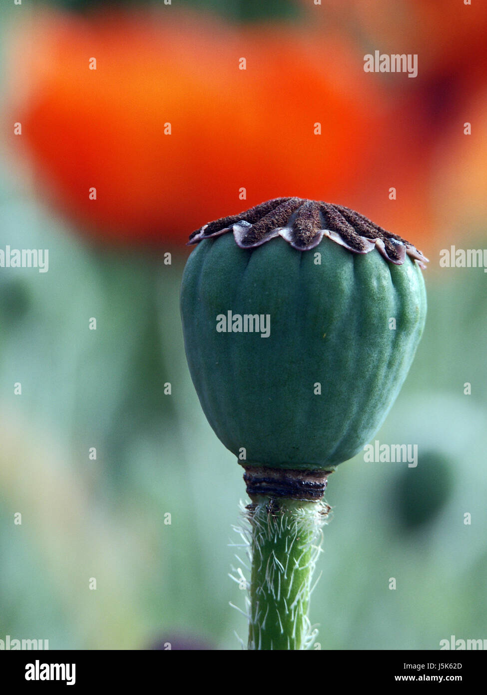Riesenklatschmohnkapsel hi-res stock photography and images - Alamy