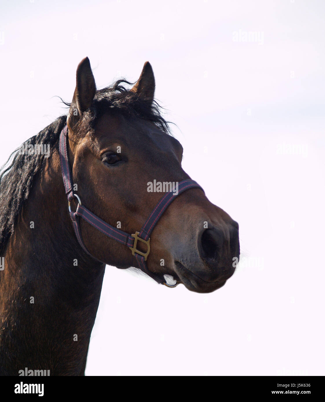 pony stallion portrait Stock Photo - Alamy