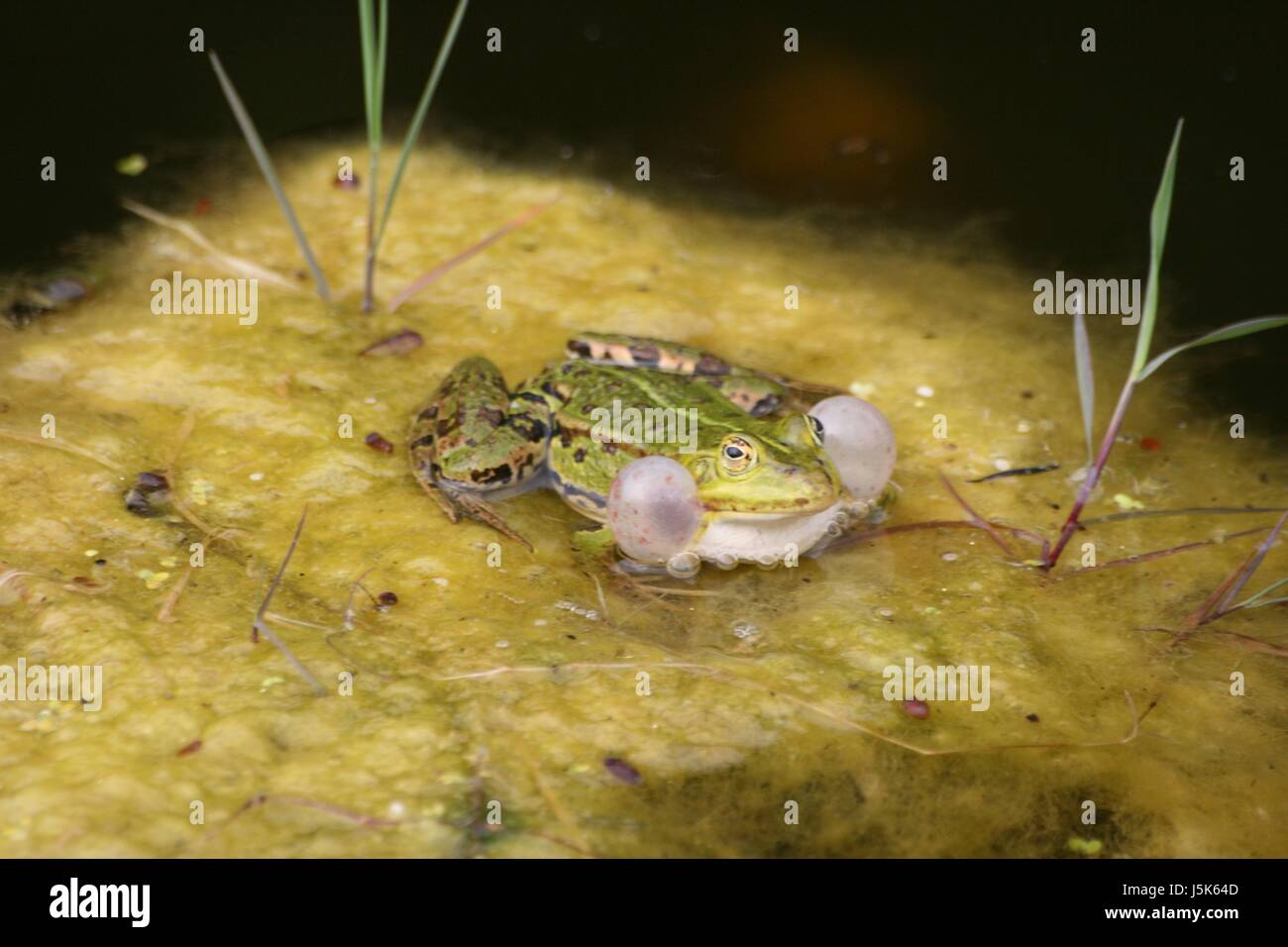 Fen animals hi-res stock photography and images - Alamy