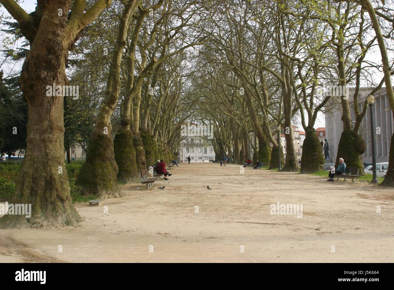 humans human beings people folk persons human human being tree trees ...