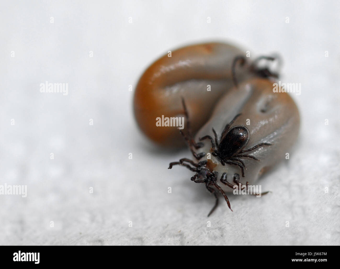 Tick mating hi-res stock photography and images - Alamy