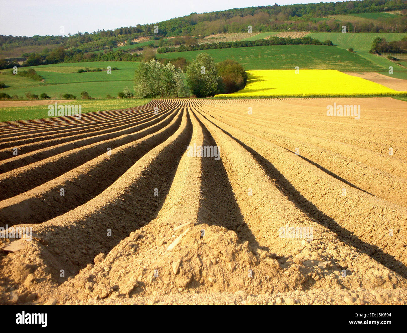 agriculture farming field acre farmer asparagus seed design shaping ...