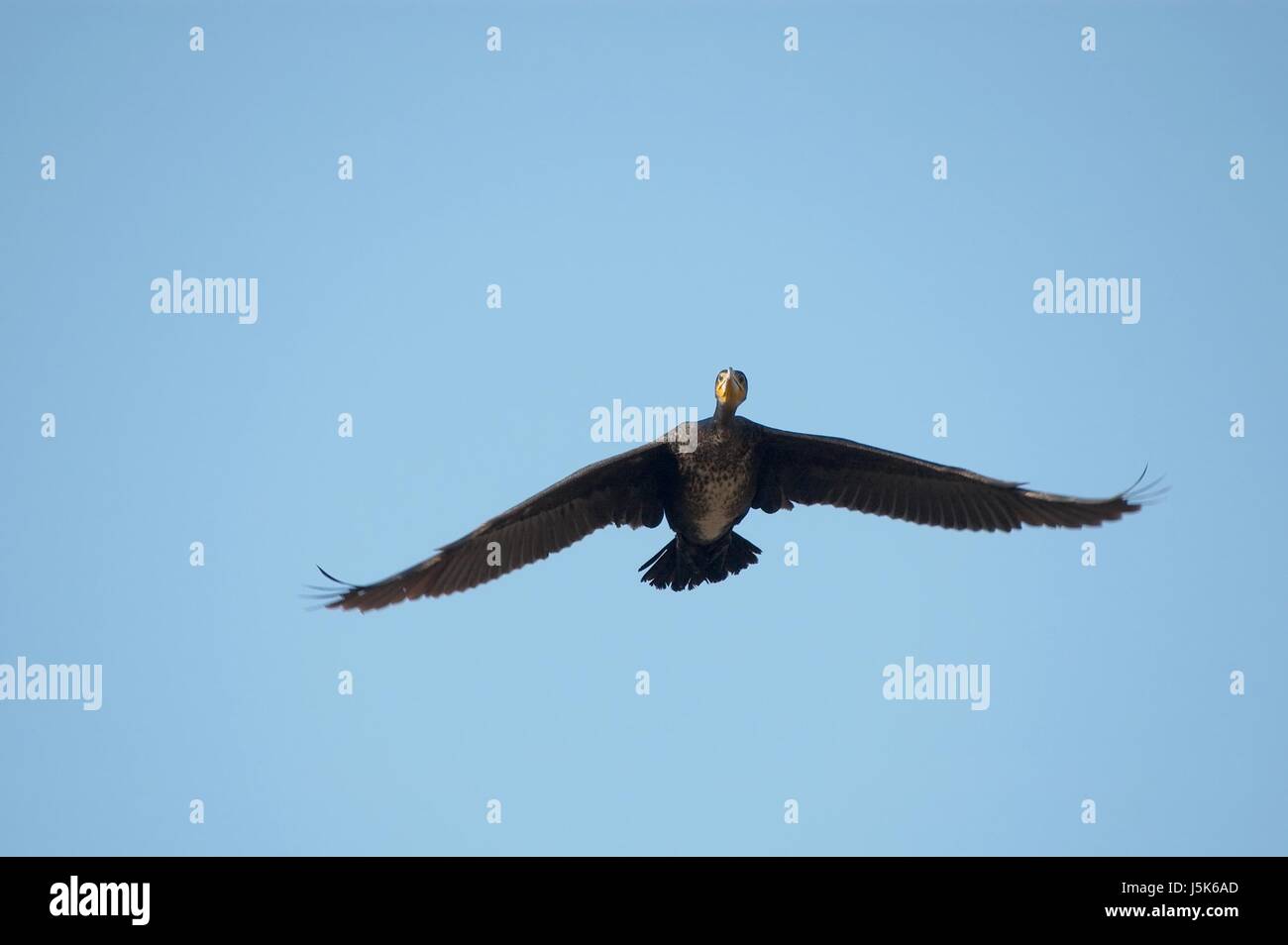 blue upwards wing cormorant tele wildlife steep open waterfowls dynamic ...