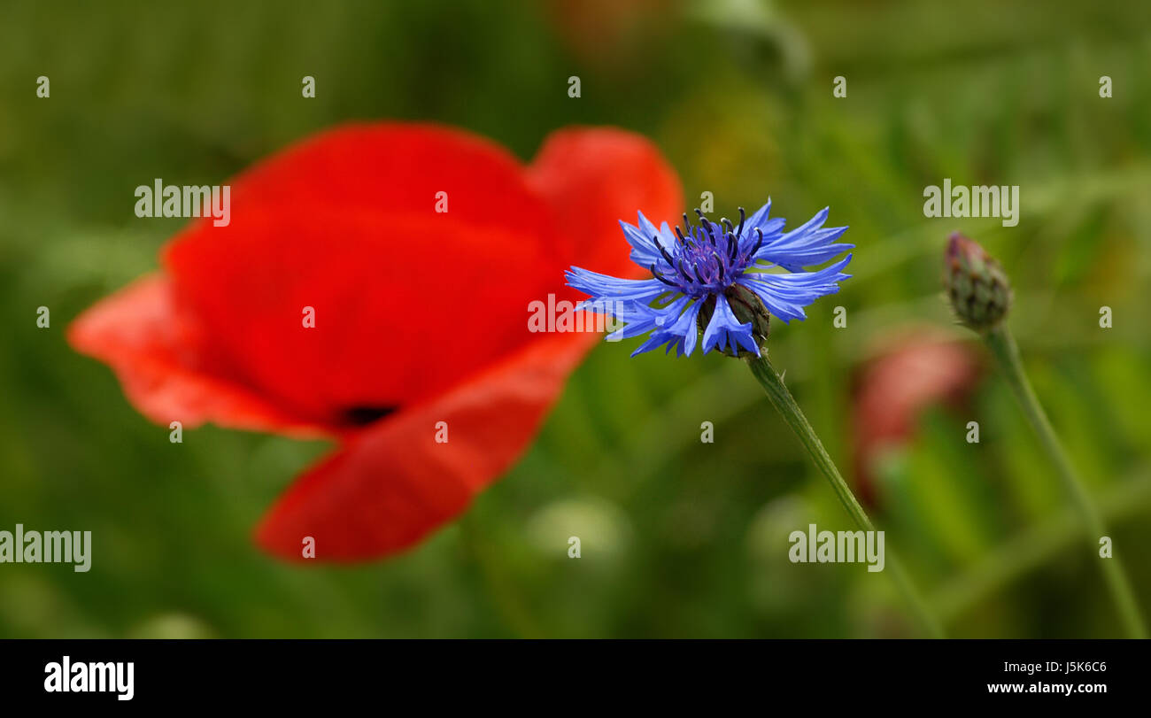 shine shines bright lucent light serene luminous plant flower bloom ...
