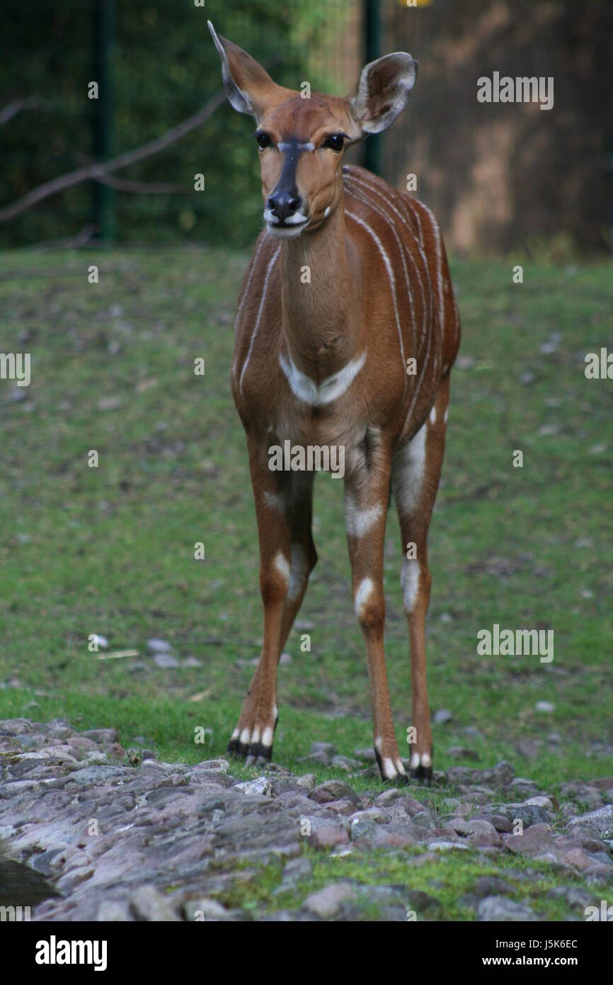 animal mammal brown brownish brunette uncertain antelope african ...