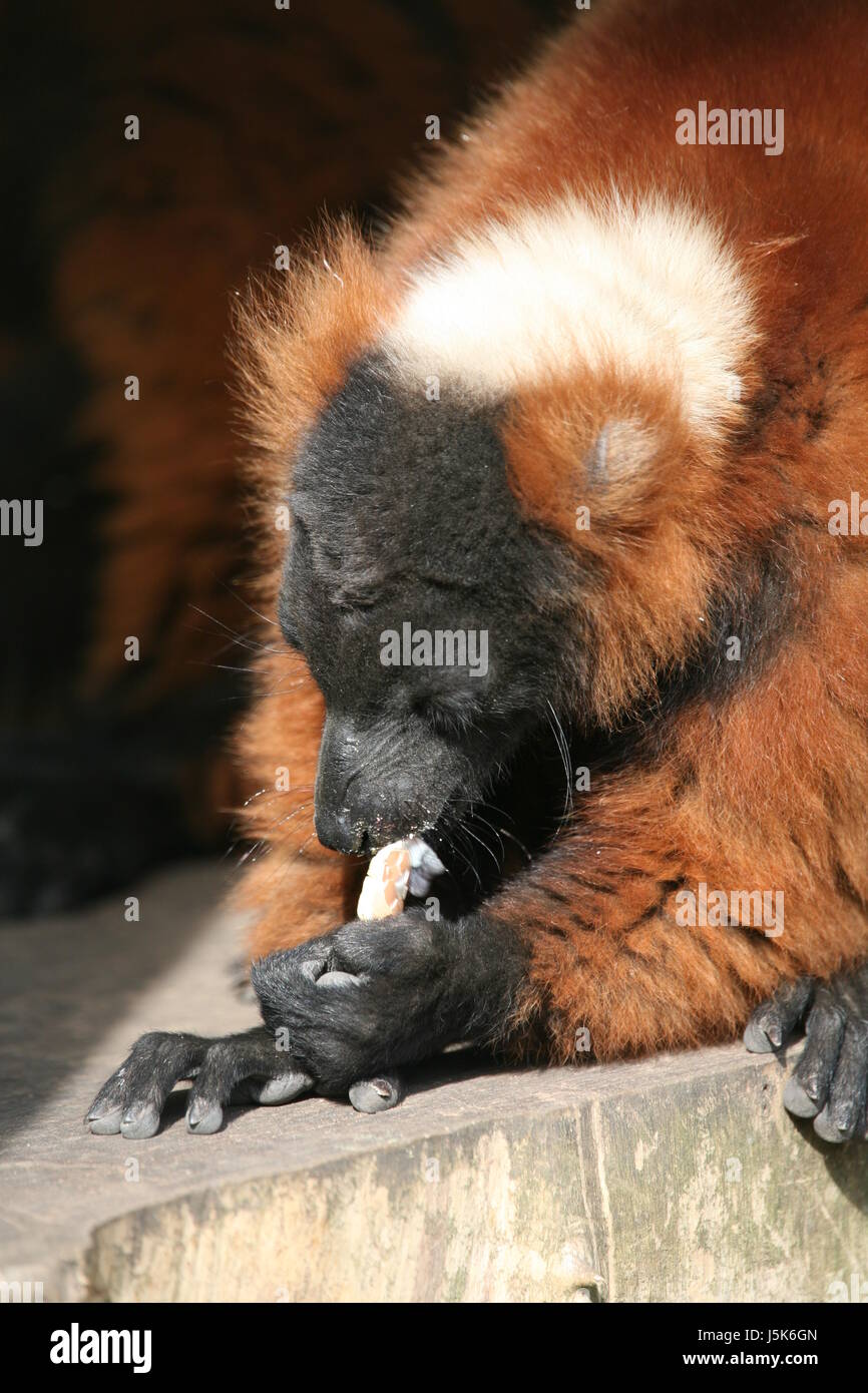 animal monkey blank european caucasian skin hairy rare zoom lemures ...