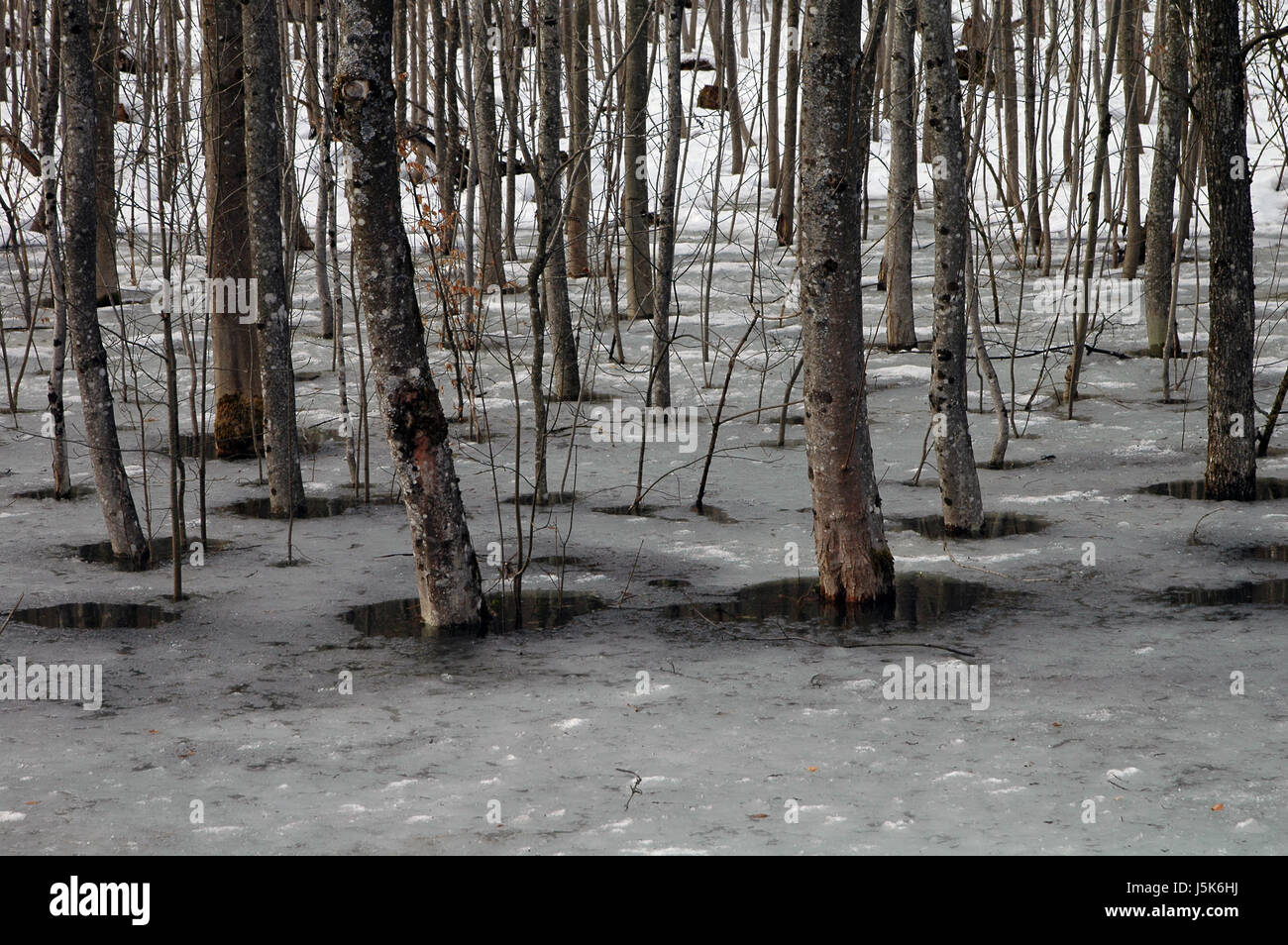tree trees trunk thaw melting of snow melted melt snow water tauwasser ...