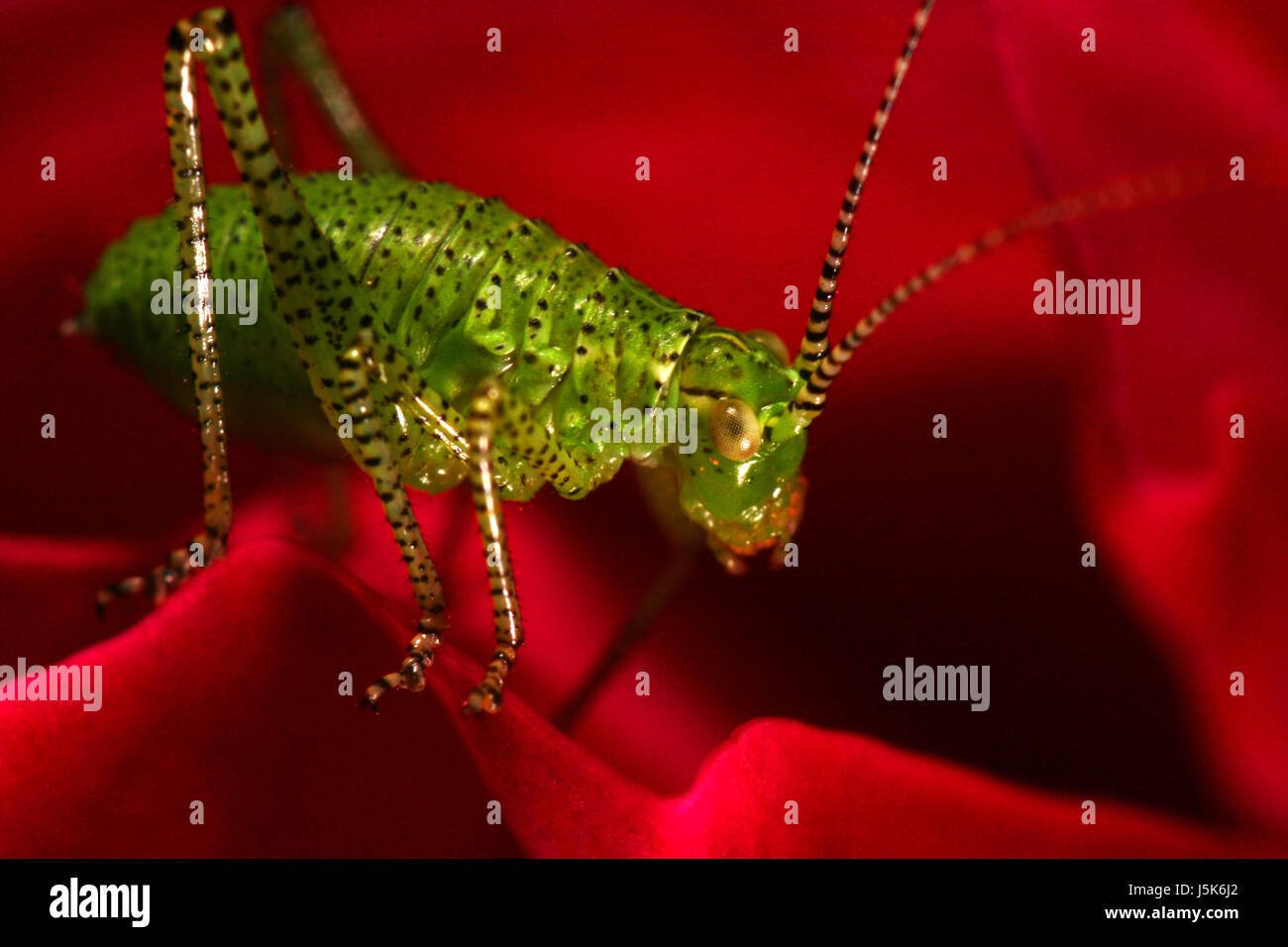 insect flower rose plant green bloom blossom flourish flourishing ...