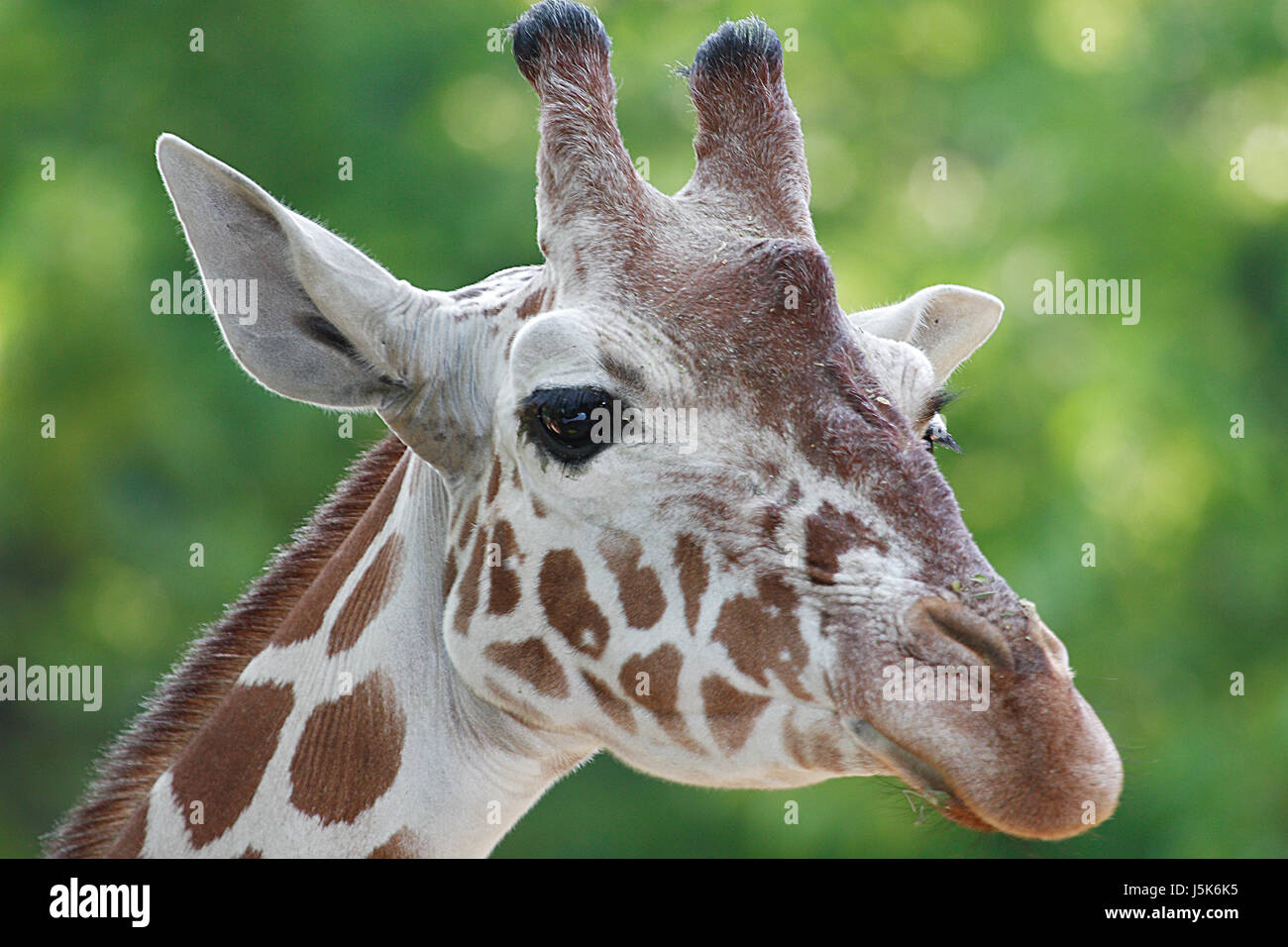 animal mouth portrait eyes look glancing see view looking peeking ...
