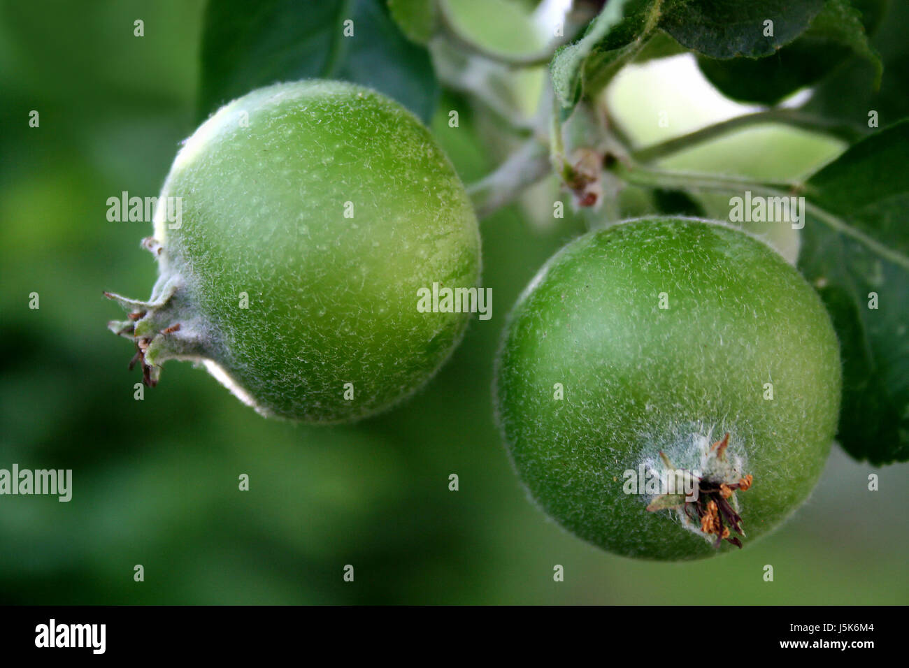 Close up immature green apples hi-res stock photography and images - Alamy